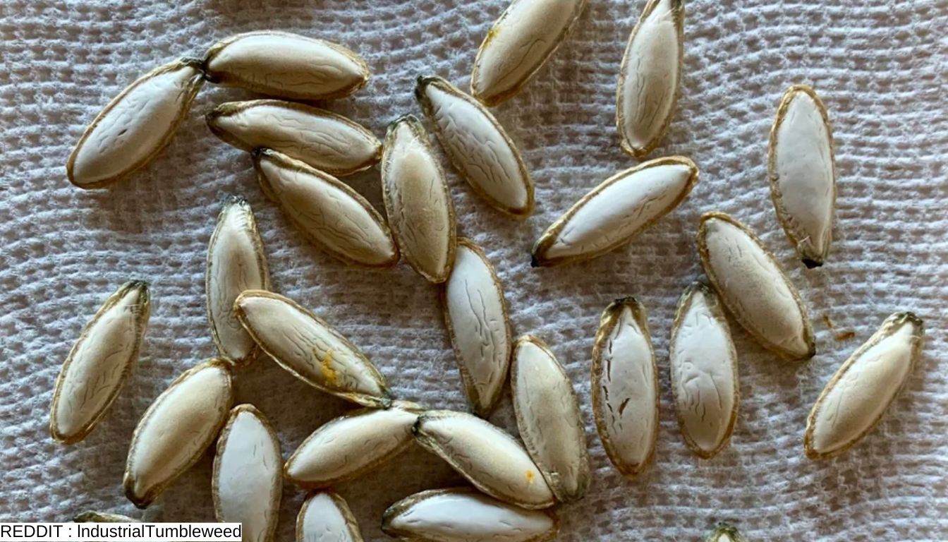 How To Keep Pumpkin Seeds To Plant: A Gardener's Quick Guide