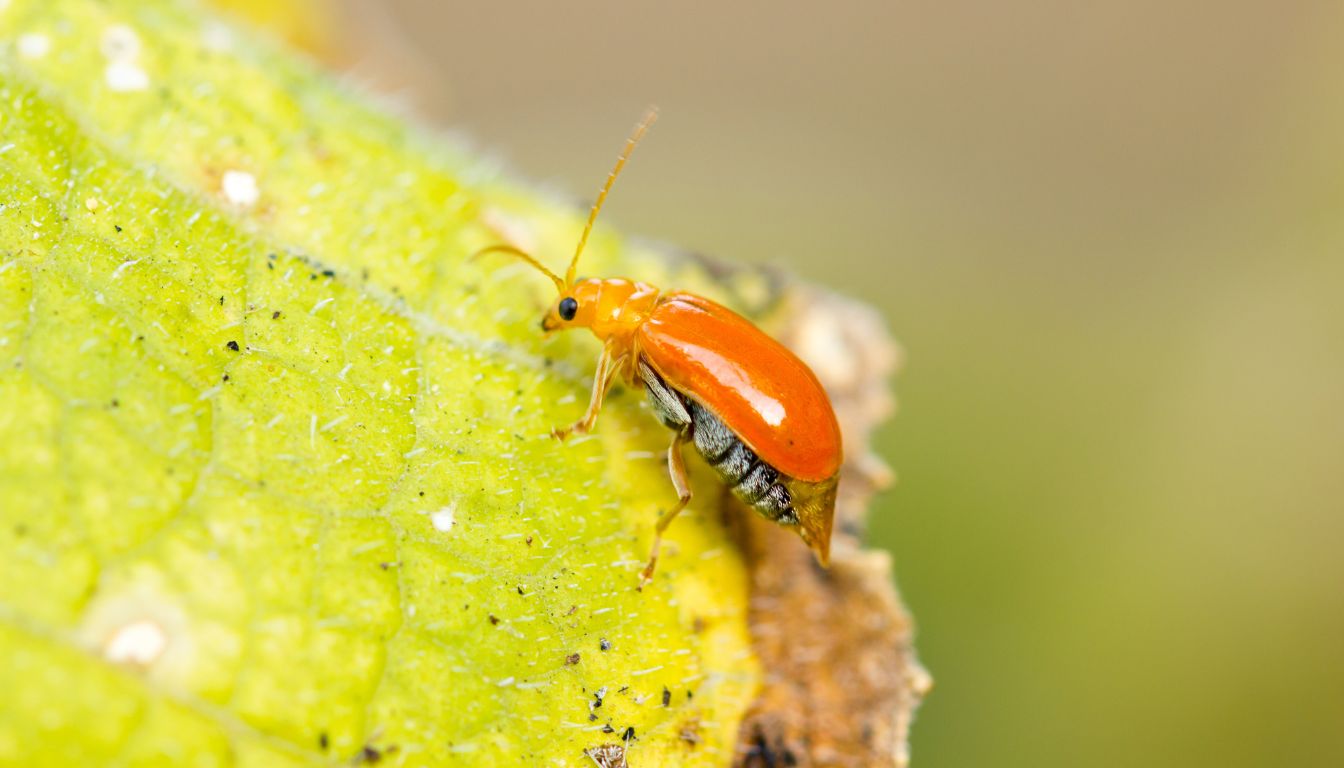 Pumpkin Plant Pests: Secrets To A Healthy Harvest