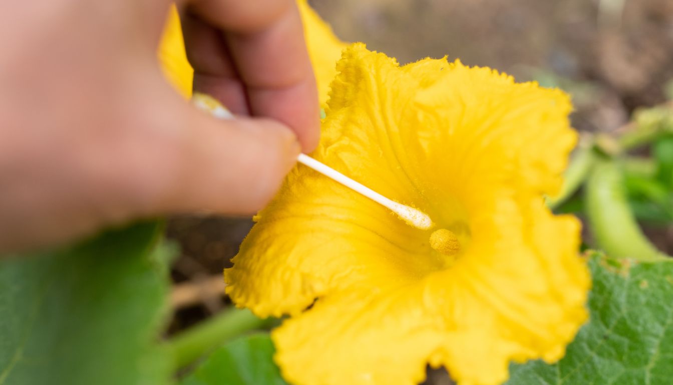 Pumpkin Plant Growth Stages: A Gardener's Guide To Thriving Harvests