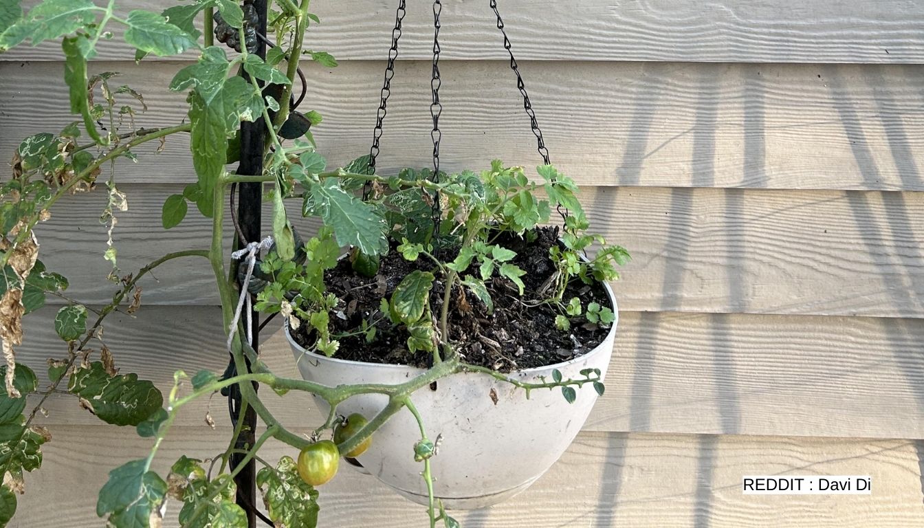 Growing Tomato Plant In Hanging Basket: Easy Tips For A Thriving Garden