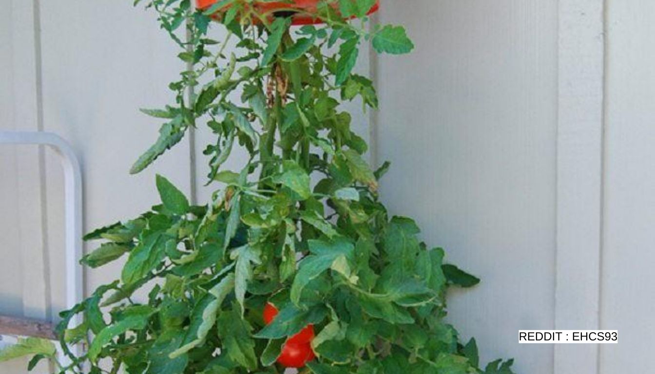 Growing Tomato Plants Upside Down: A Fun Twist For Thriving Tomatoes!