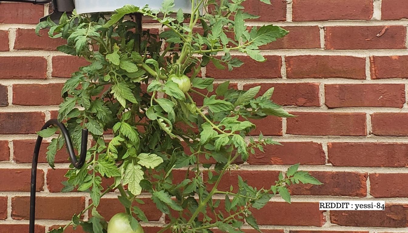 Growing Tomato Plants Upside Down A Fun Twist For Thriving Tomatoes