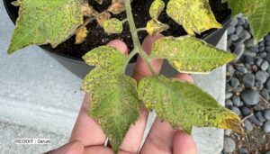 Tomato Plant Deficiencies: Signs, Causes & Quick Fixes