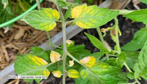 Tomato Plant Deficiencies: Signs, Causes & Quick Fixes
