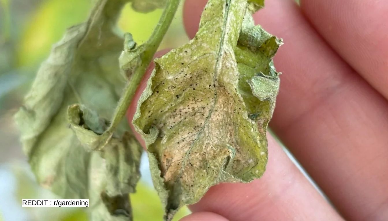 Tomato Plant Deficiencies: Signs, Causes & Quick Fixes