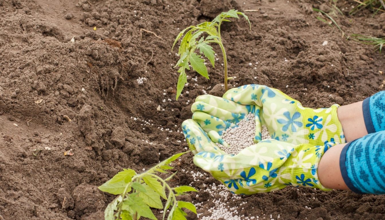 Tomato Plant Fertilizer Guide: Boost Your Harvest With These Simple Tips