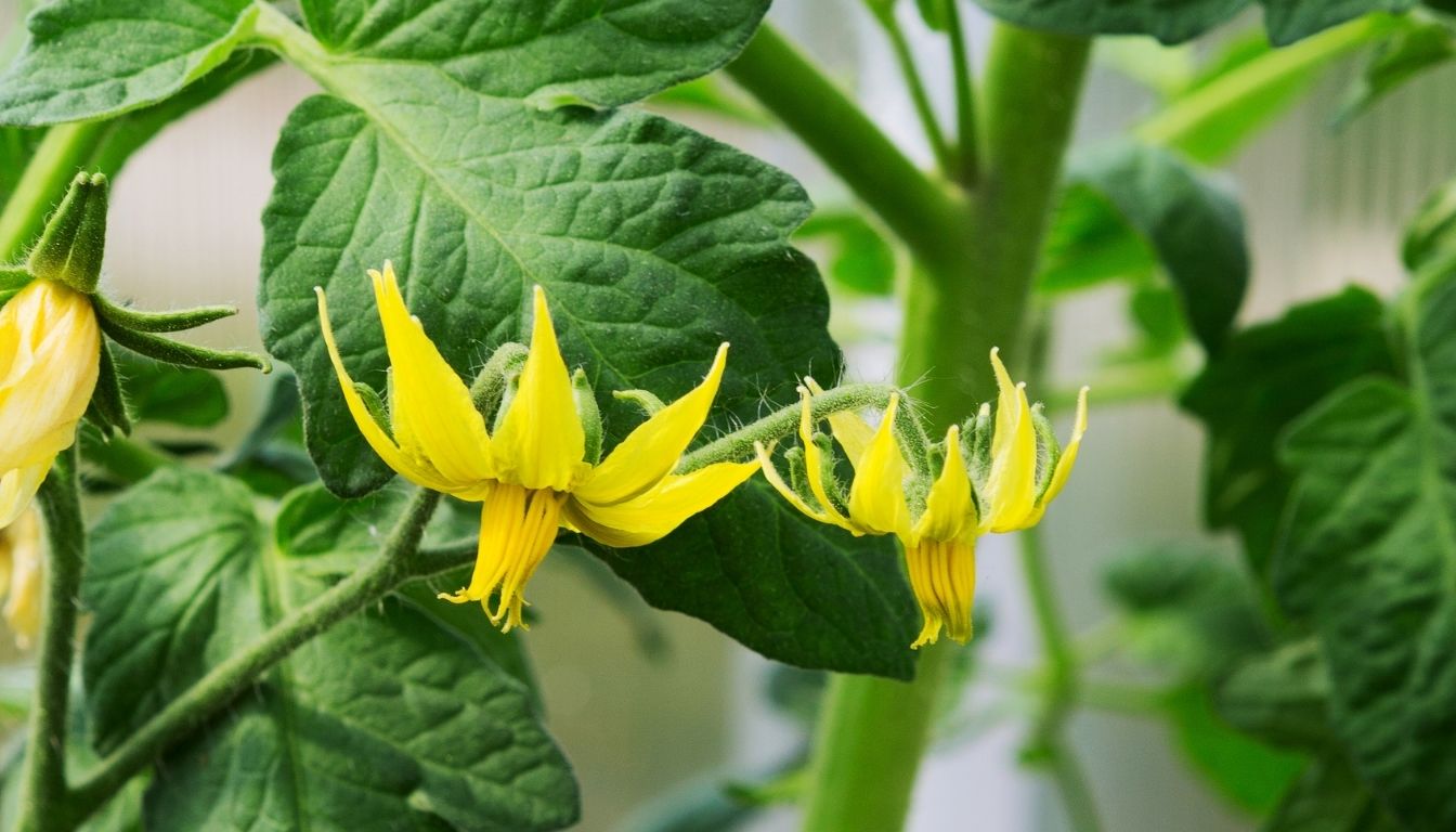 Tomato Plant Flowers But No Fruit? Discover Why And Fix It!