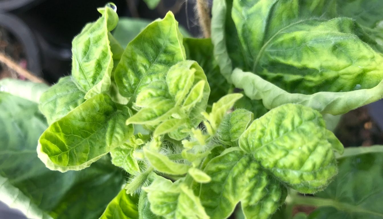 Tomato Plant Leaves Curling? Discover Easy Fixes Today!