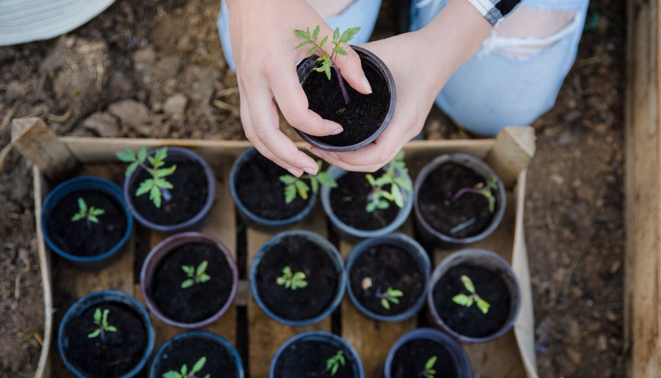 Tomato Plant Spacing Guide: Maximize Growth & Yield In Your Garden