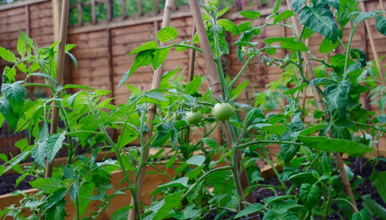 Tomato Plant Support & Trellis Ideas: Boost Your Garden’s Health And Yield