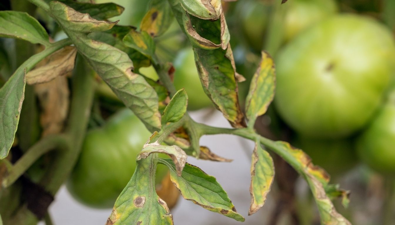 Tomato Plant Wilting Problem: Simple Fixes Every Gardener Should Know