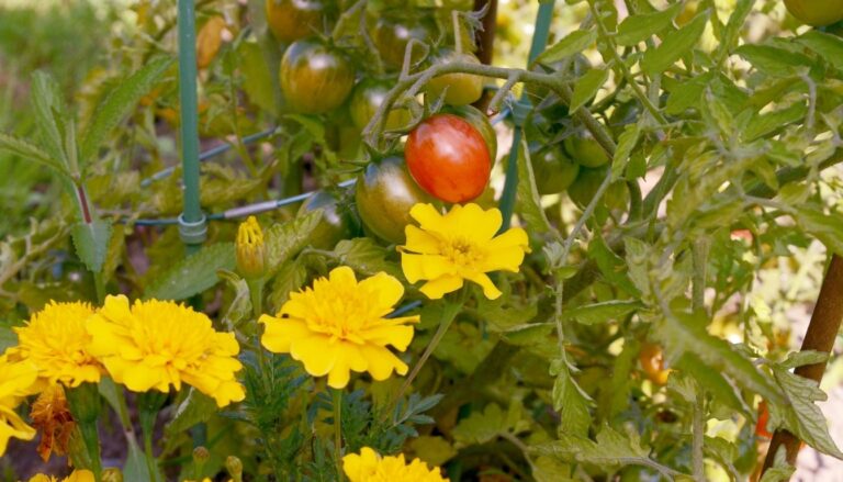 Why You Should Grow Marigolds With Tomatoes: Top Companion Planting Tips