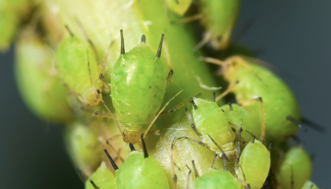 Pumpkin Plant Problems: Quick Fixes For A Thriving Harvest