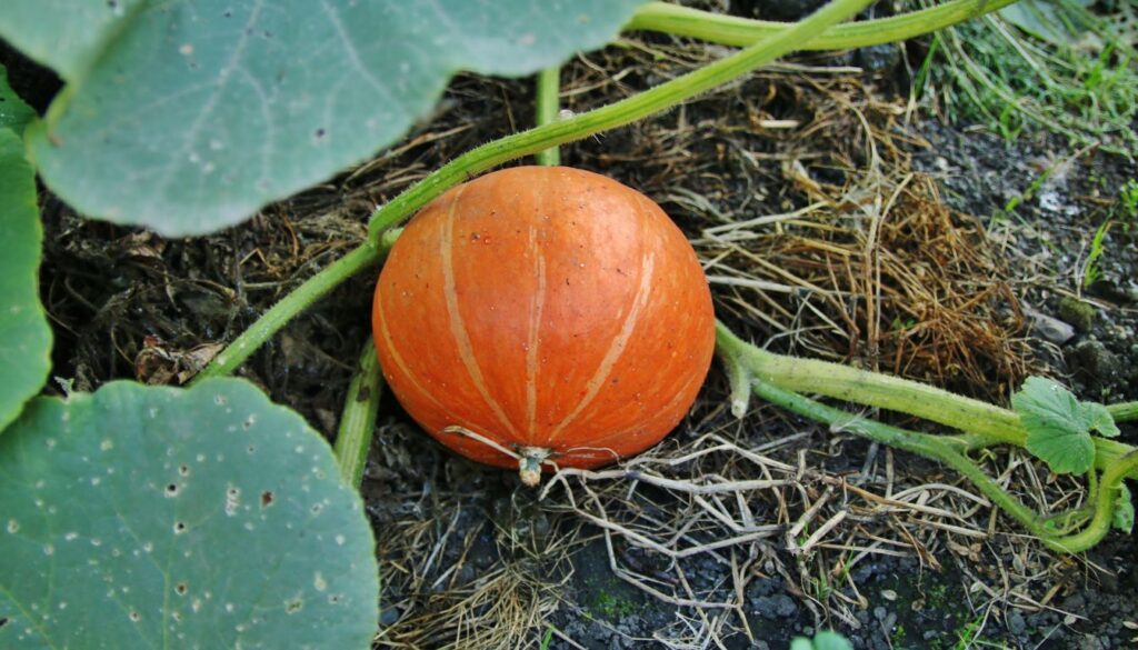 Pumpkin Plant Problems: Quick Fixes For A Thriving Harvest