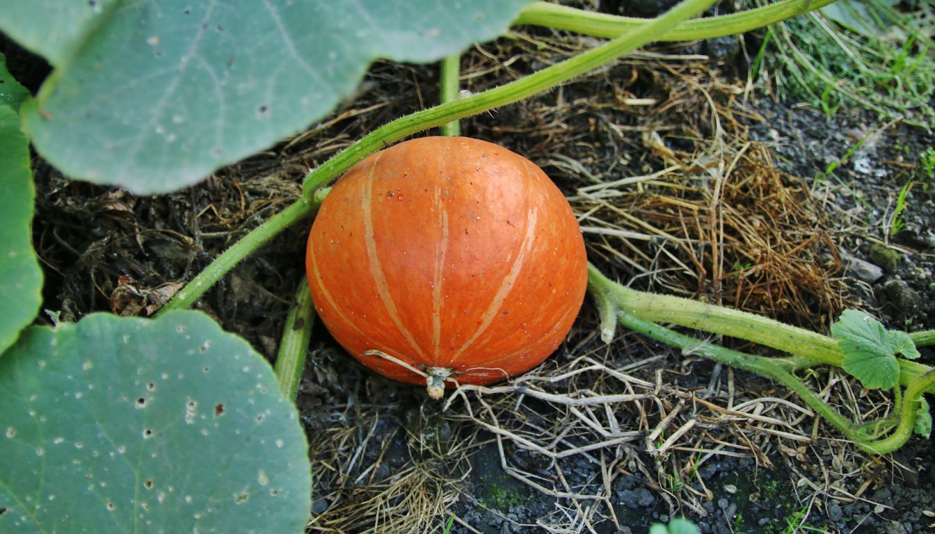 Pumpkin Plant Problems: Quick Fixes For A Thriving Harvest