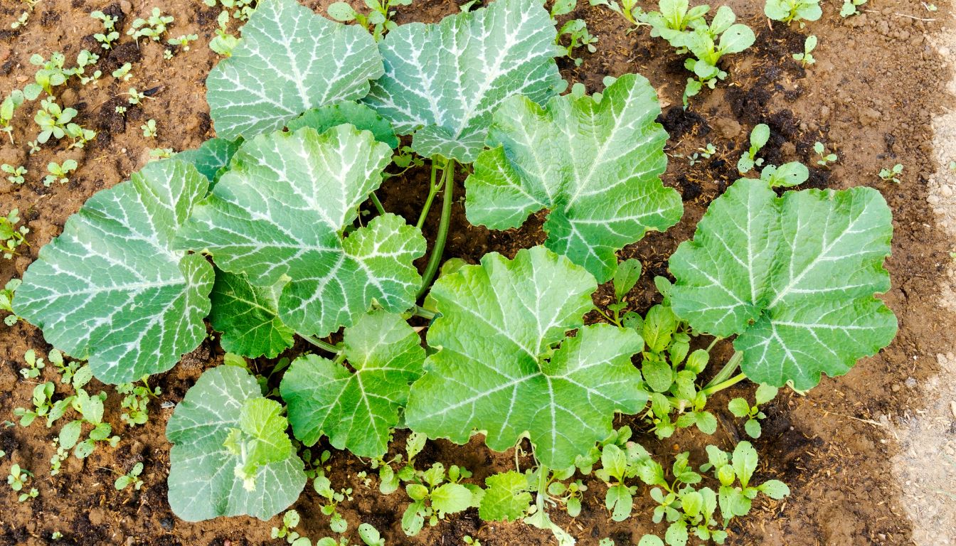 How To Care For Pumpkin Plant: Tips For A Thriving Harvest