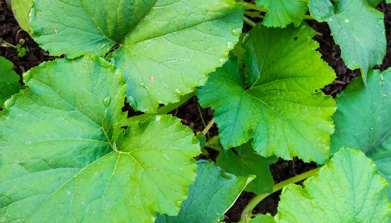 Pumpkin Plant Leaves Turning Yellow: Top Causes And Solutions