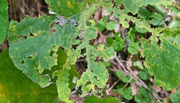 Where To Plant Pumpkin Seeds: Tips For A Bountiful Harvest