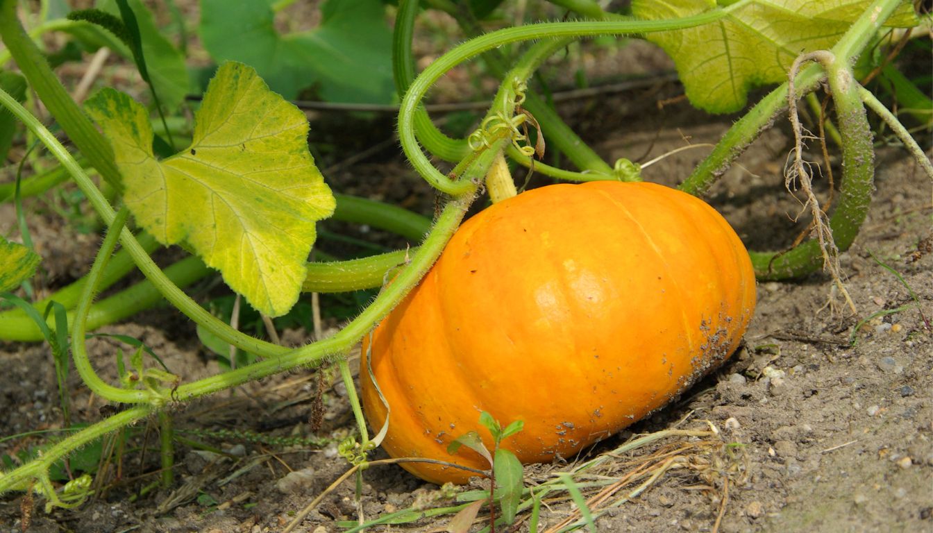 Pumpkin Plant Tips: Secrets To A Thriving Garden