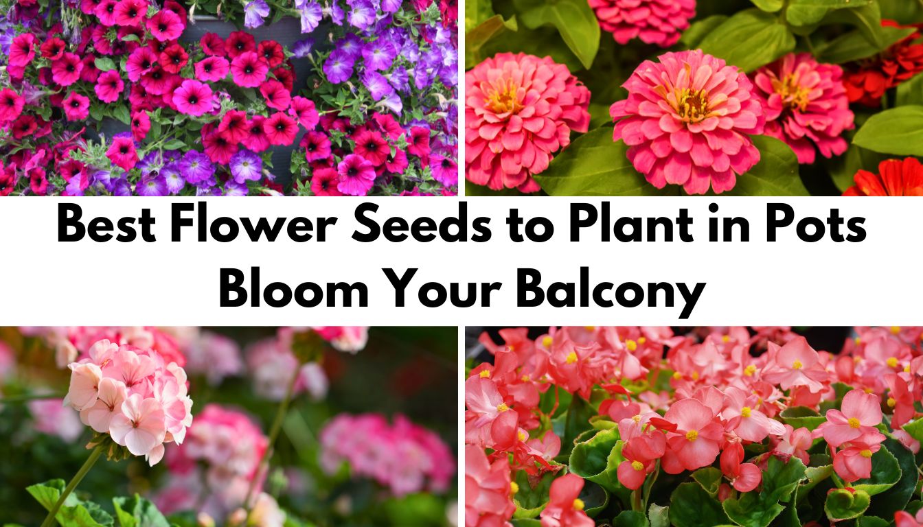 Best Flower Seeds To Plant In Pots: Bloom Your Balcony