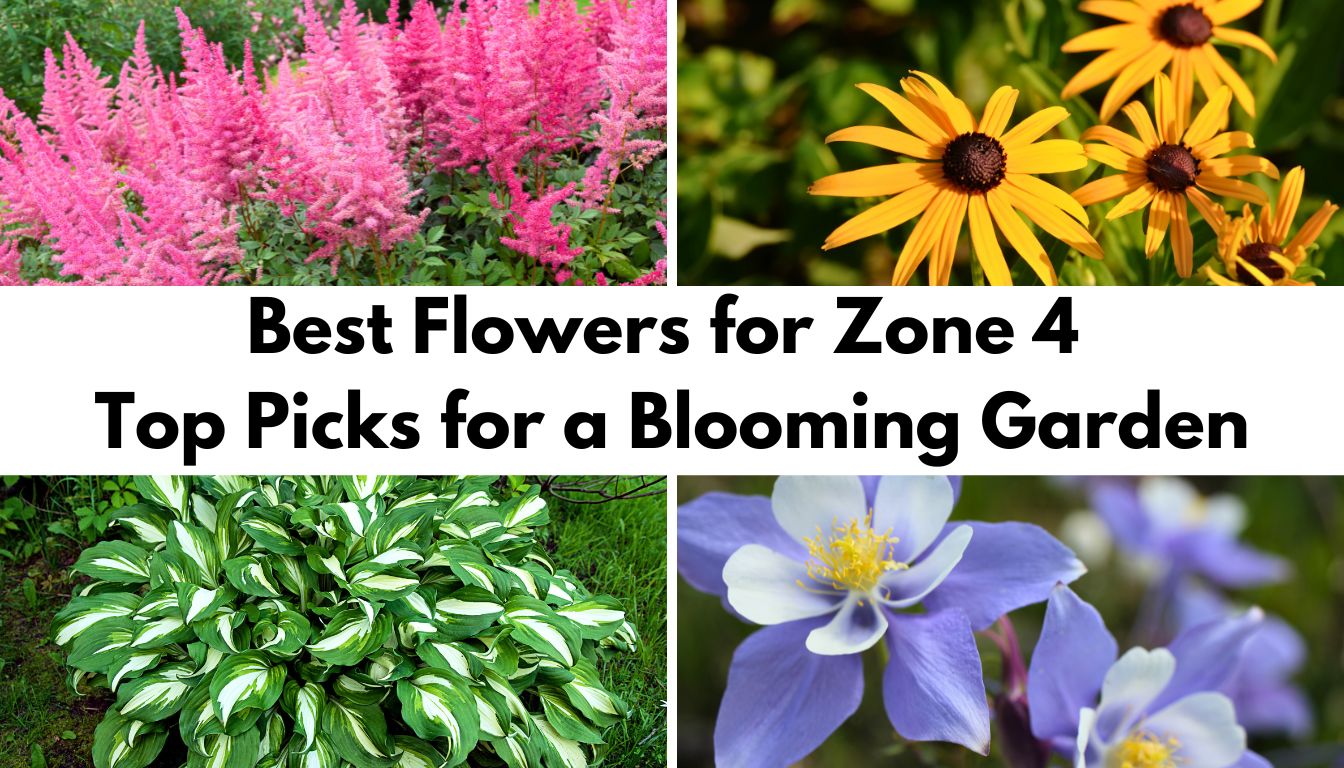 Best Flowers For Zone 4: Top Picks For A Blooming Garden