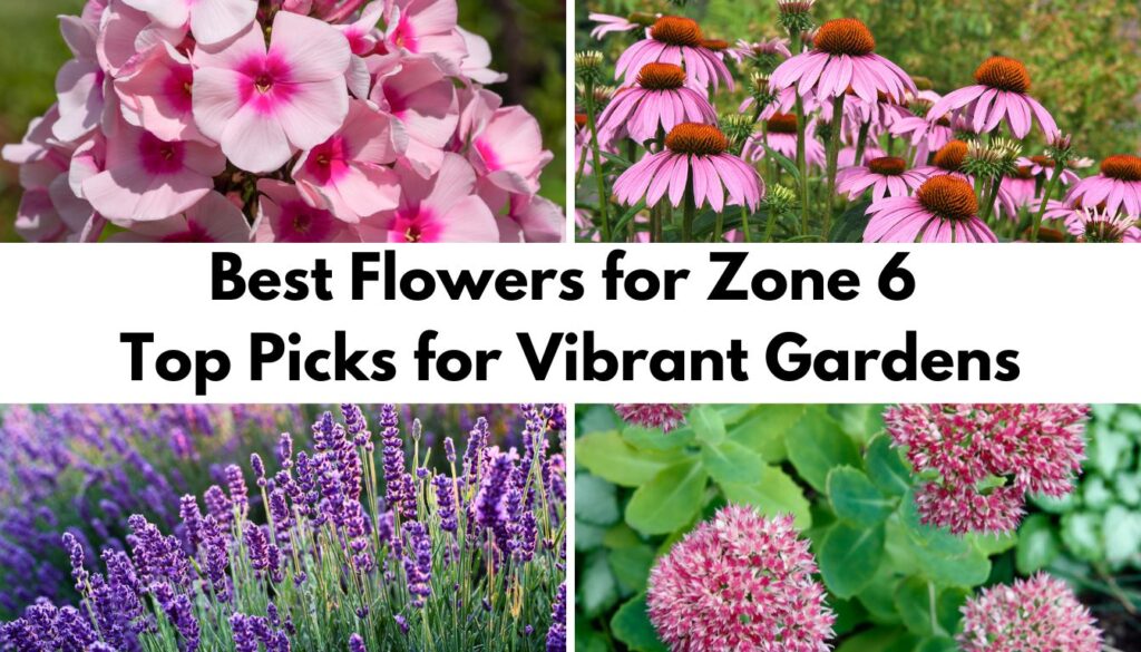 Best Flowers For Zone 6: Top Picks For Vibrant Gardens