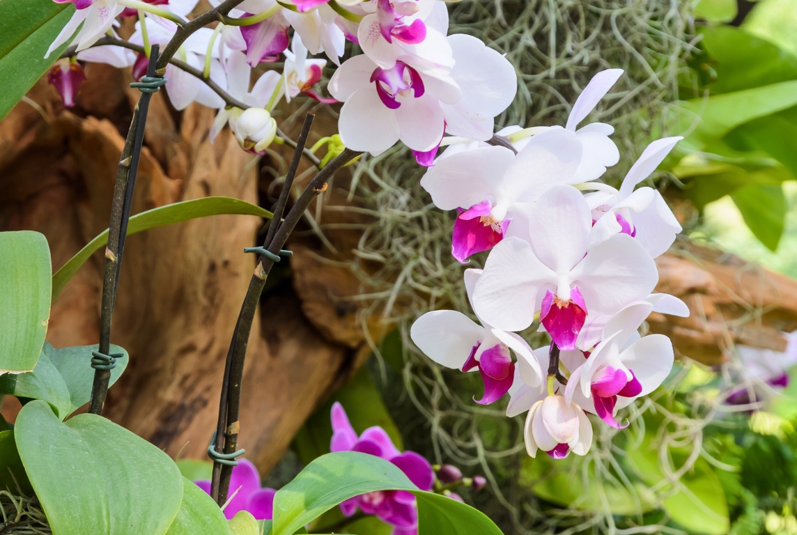 What To Do With Orchids After They Bloom: Expert Tips For Stunning Plants