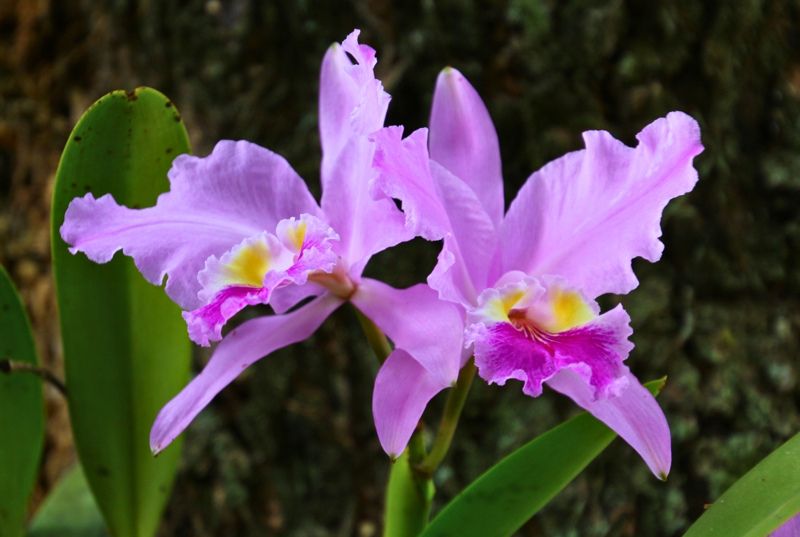What Is Wrong With My Orchid? Expert Tips To Save Your Plant