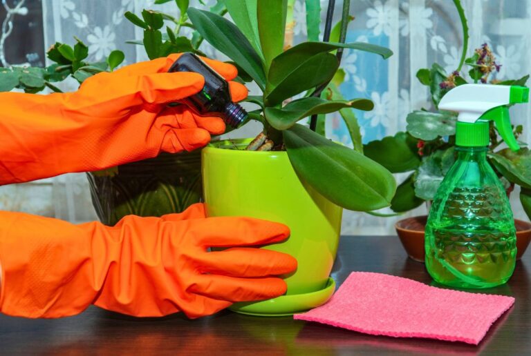 Orchid Care Guide: Essential Tips For Thriving Blooms