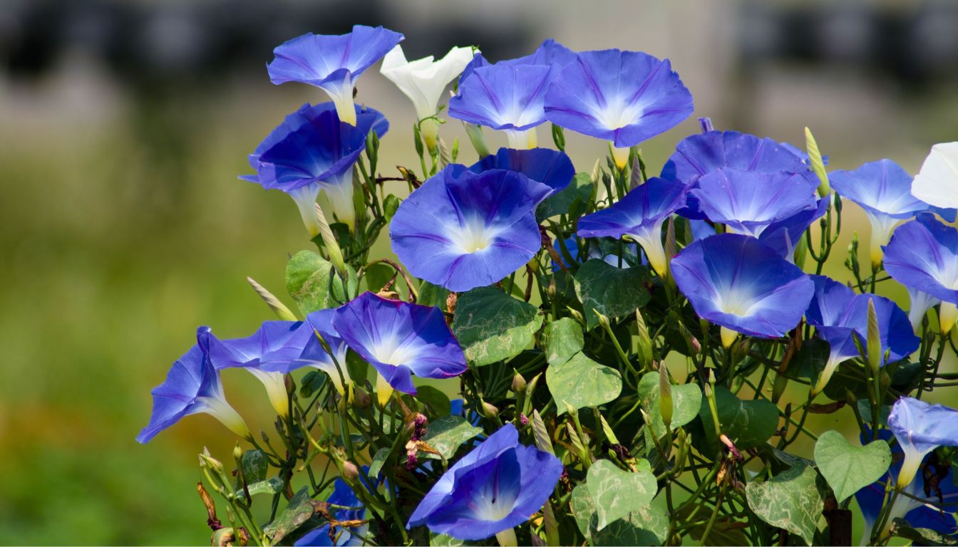 Best Flowering Vines For Zone 9: Top Picks For Stunning Gardens