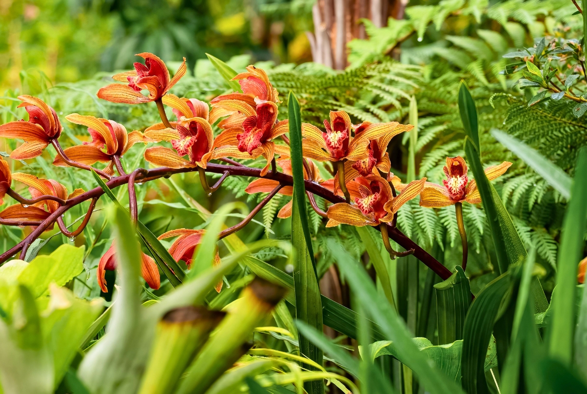 What To Plant With Orchid: Perfect Companion Plants For Your Garden