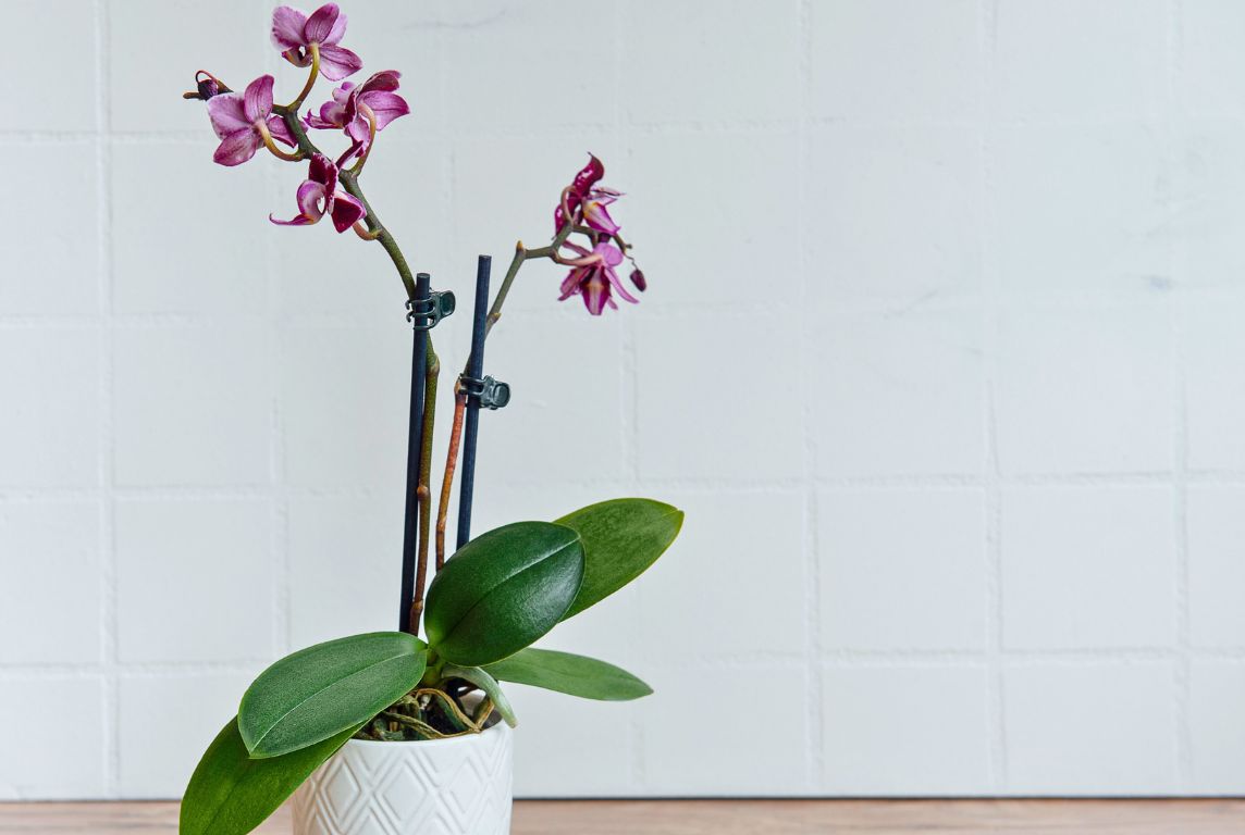 Orchid Care Guide: Essential Tips For Thriving Blooms