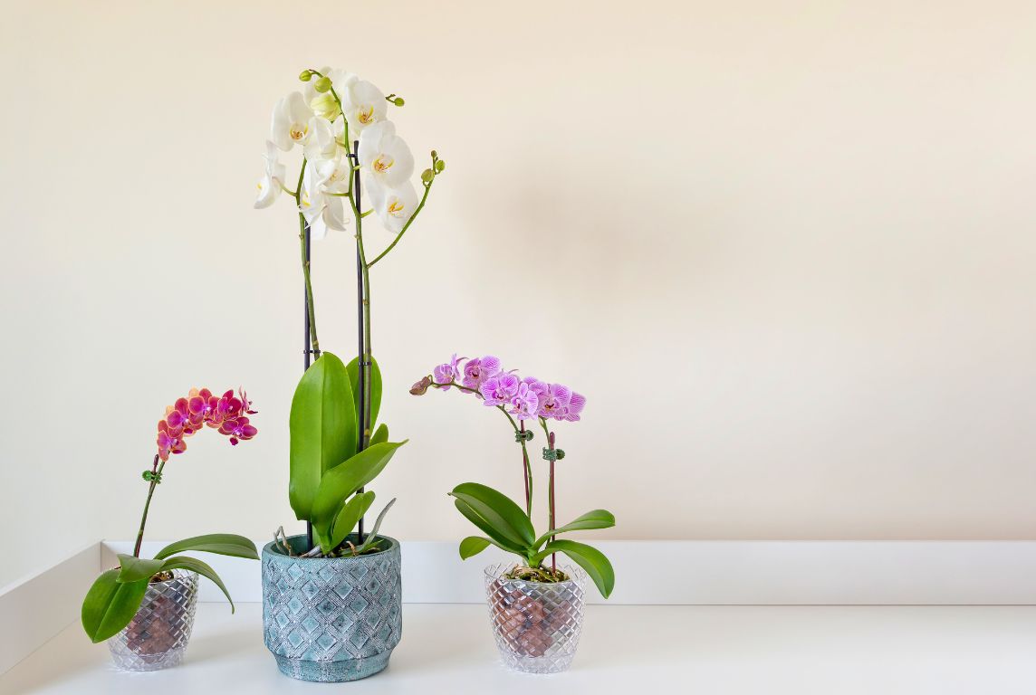 Orchid Care Guide: Essential Tips For Thriving Blooms