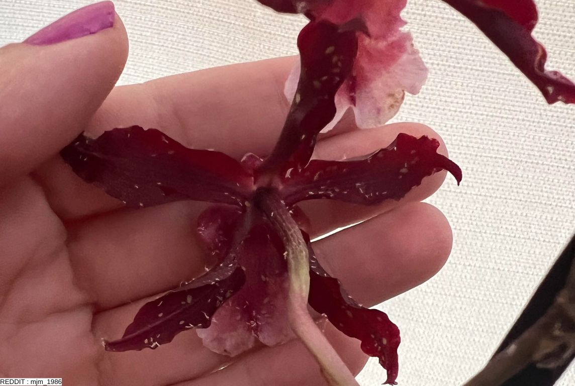 Orchid Care Guide: Essential Tips For Thriving Blooms