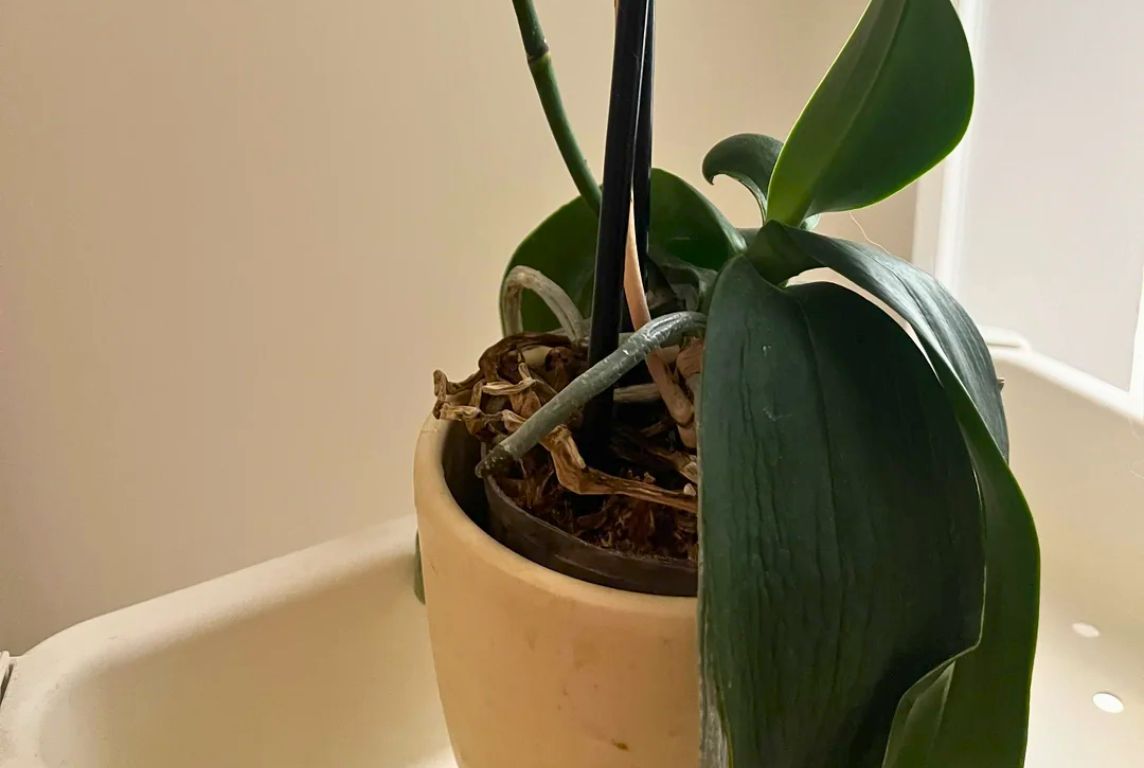 Orchid Care Guide: Essential Tips For Thriving Blooms