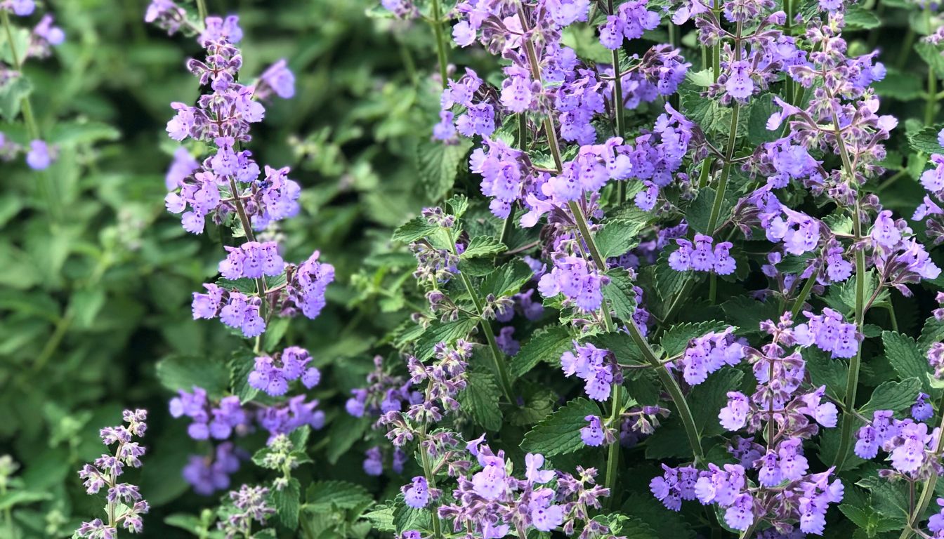 Best Plants For Full Sun Front Yards: Transform Your Space With These ...