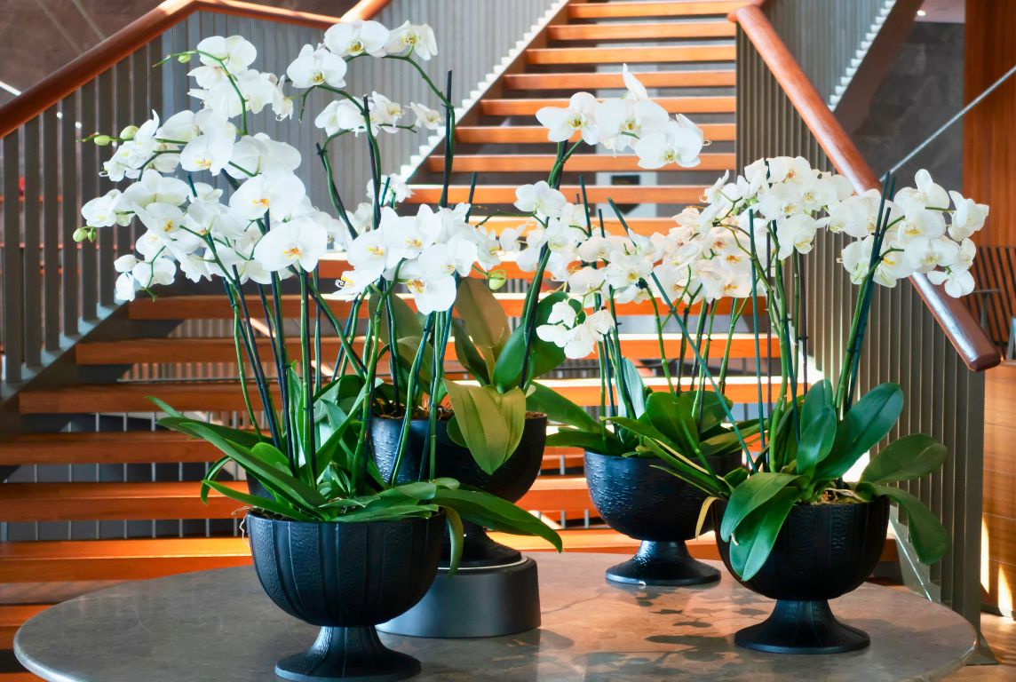 Orchid Care Guide: Essential Tips For Thriving Blooms