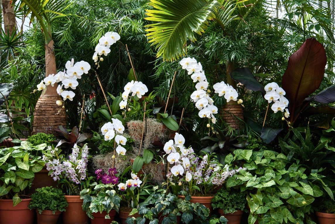 Orchid Care Guide: Essential Tips For Thriving Blooms
