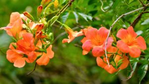 Best Flowering Vines For Zone 9: Top Picks For Stunning Gardens