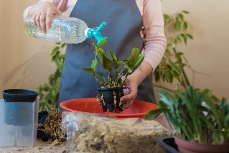 When Do You Repot An Orchid: Essential Tips For Thriving Plants