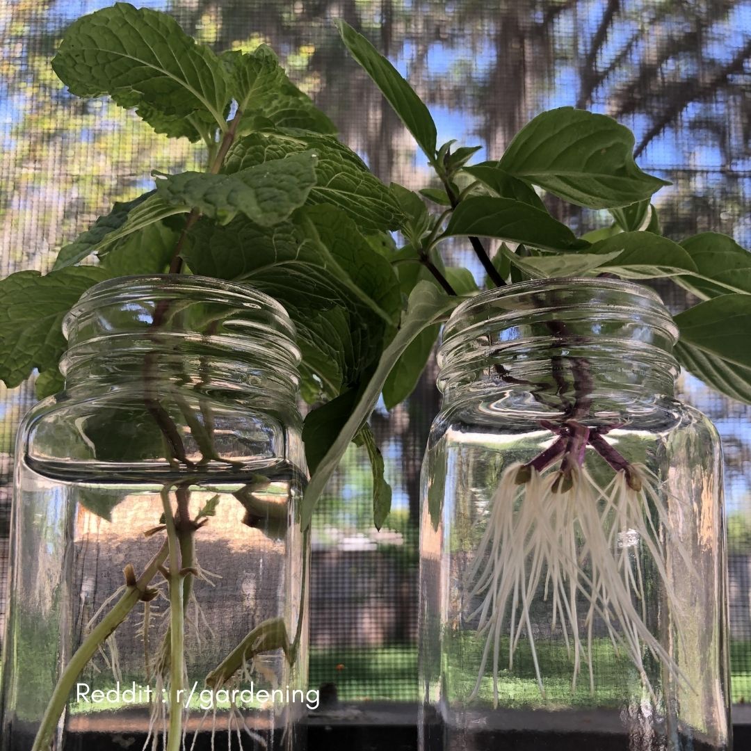 Can You Plant Basil And Mint Together? Tips For Thriving Herb Gardens